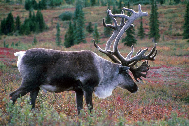 Caribou Rangifer Tarandus Wildlife Journal Junior